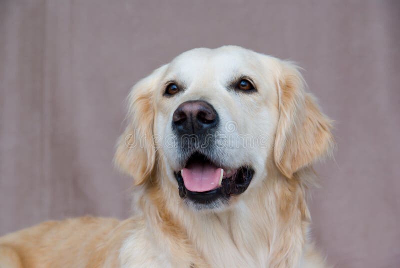 Friendly Golden Retriever stock image. Image of young - 19247065