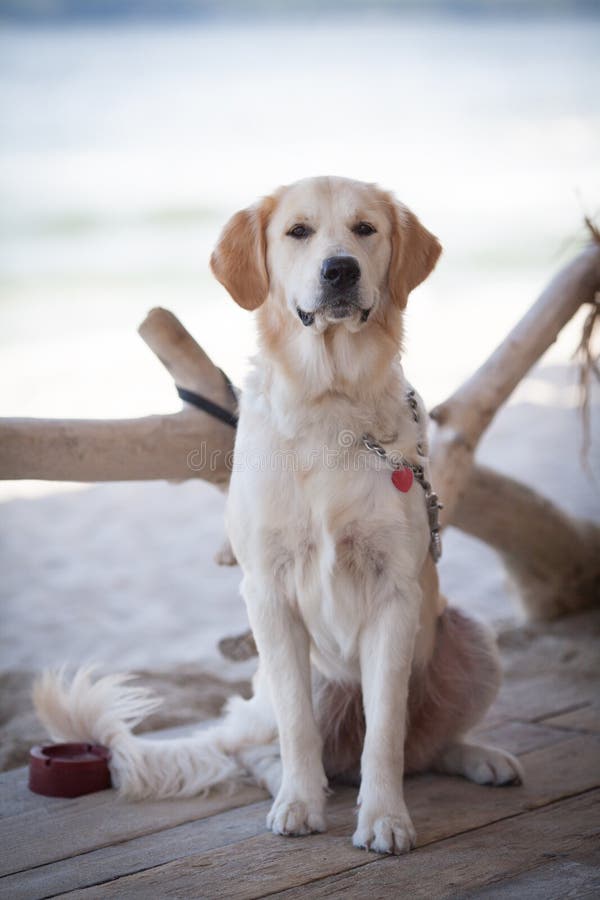 Golden retriever in grass stock image. Image of grass - 10037815