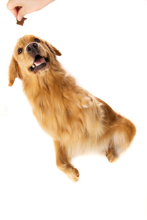 Golden Retriever Getting a Treat Stock Image - Image of looking ...