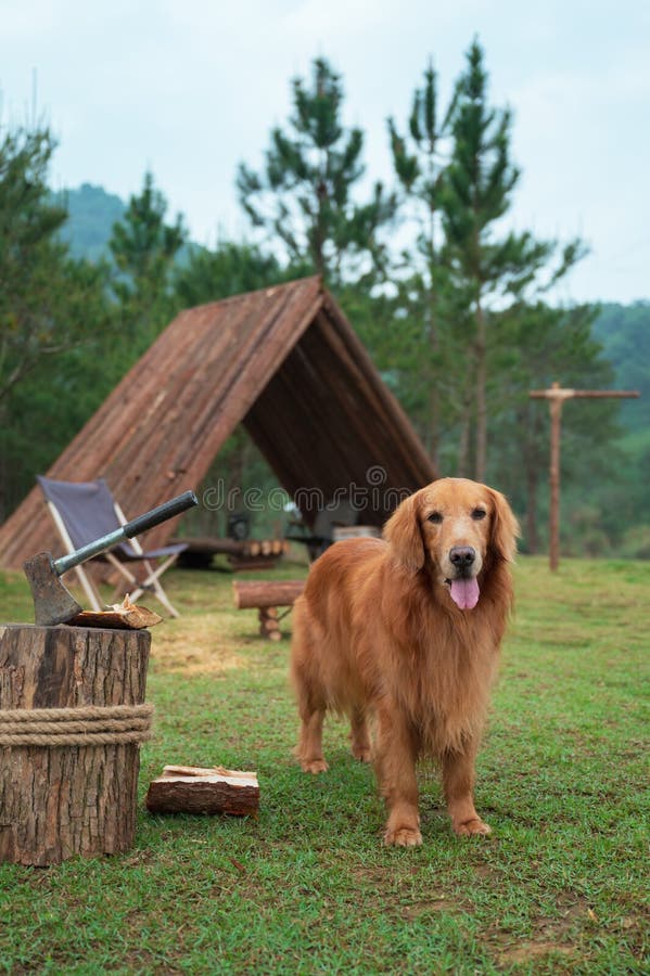 Golden Retriever on the Grass on the Farm Stock Image - Image of lovely ...