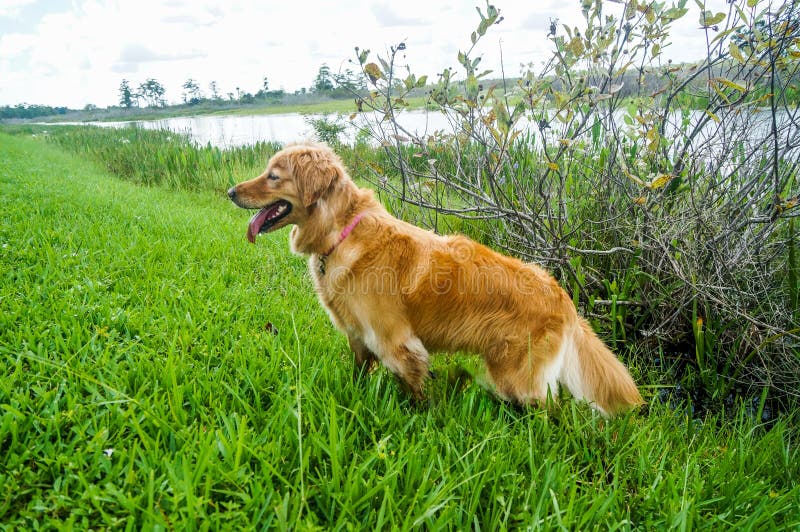 Golden Retriever in a Grassy Swamp Environment Stock Image - Image of ...