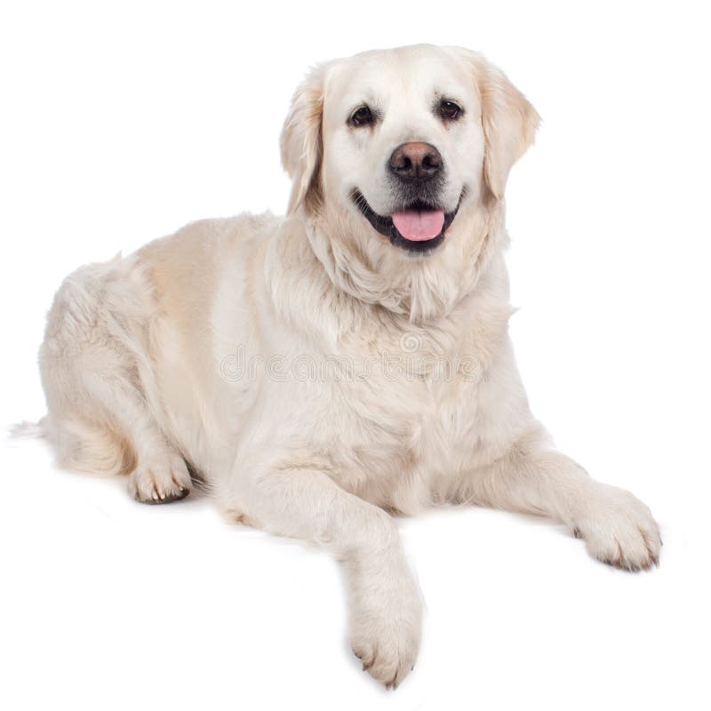 Golden Retriever Dog Giving Paw To His Human Stock Image - Image of ...