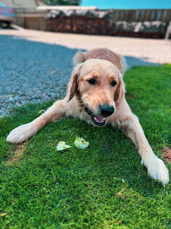 Golden Retriever and Lab Mix Eating an Apple Stock Image - Image of ...