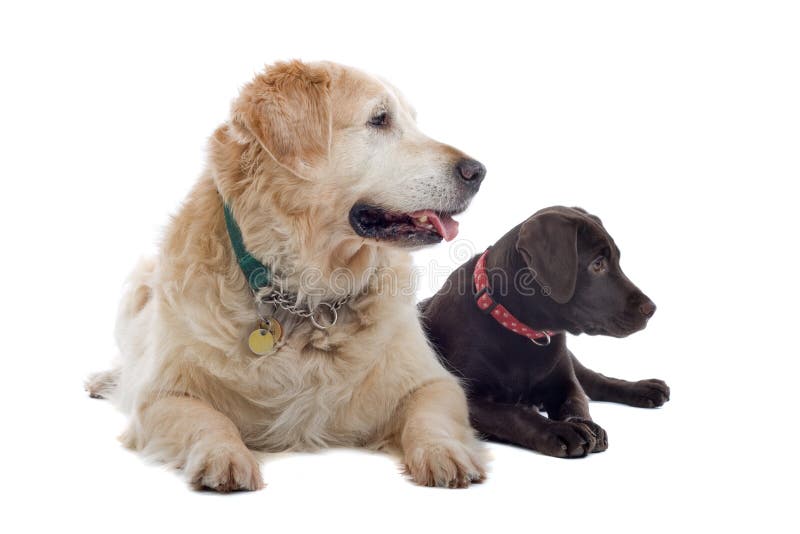 Golden Labrador Retriever stock image. Image of mammal - 12110603