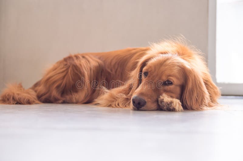 The Golden Retriever Lay Prone on the Ground Stock Photo - Image of ...