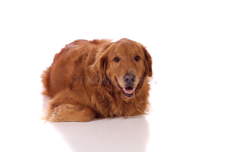 Golden retriever stock image. Image of longhaired, golden - 29849929