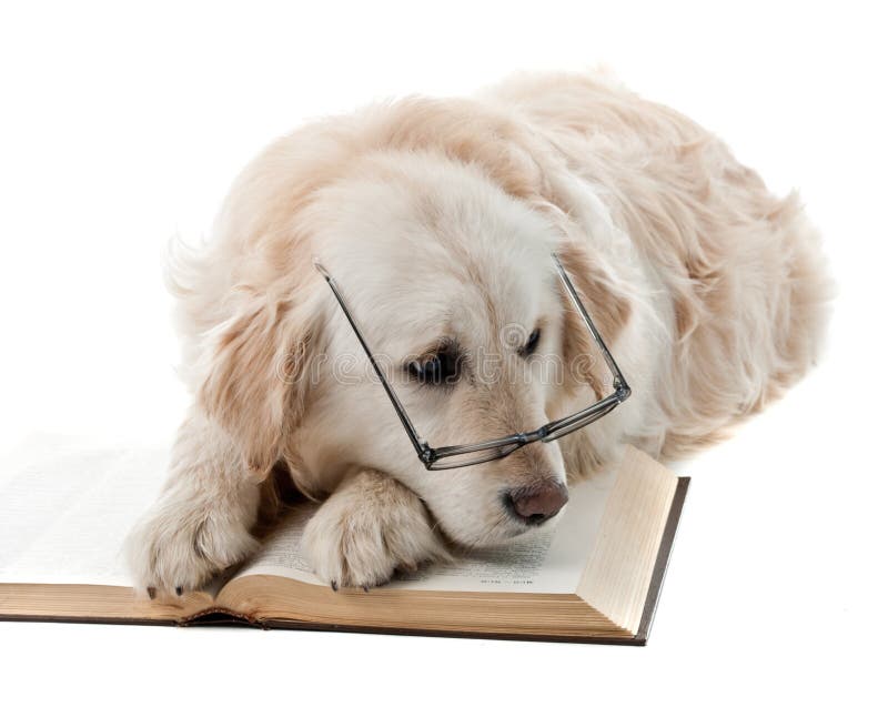Dog Reading Book, with the Tip of Tongue Out Stock Image - Image of ...