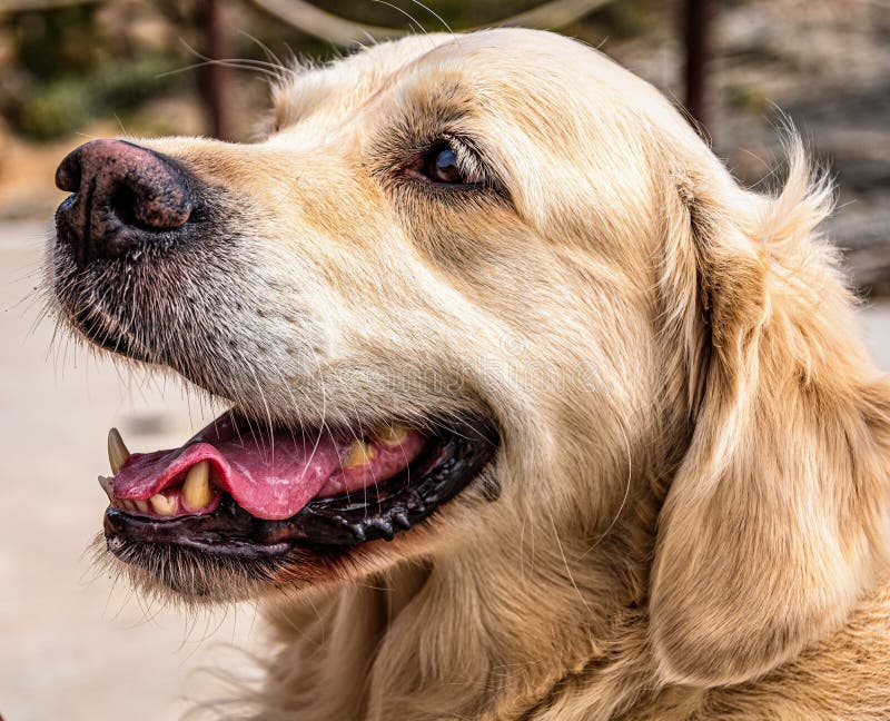 Light Brown Dog Stock Photos - Download 12,120 Royalty Free Photos