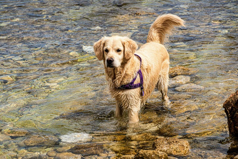 Light Brown Dog Stock Photos - Download 12,120 Royalty Free Photos