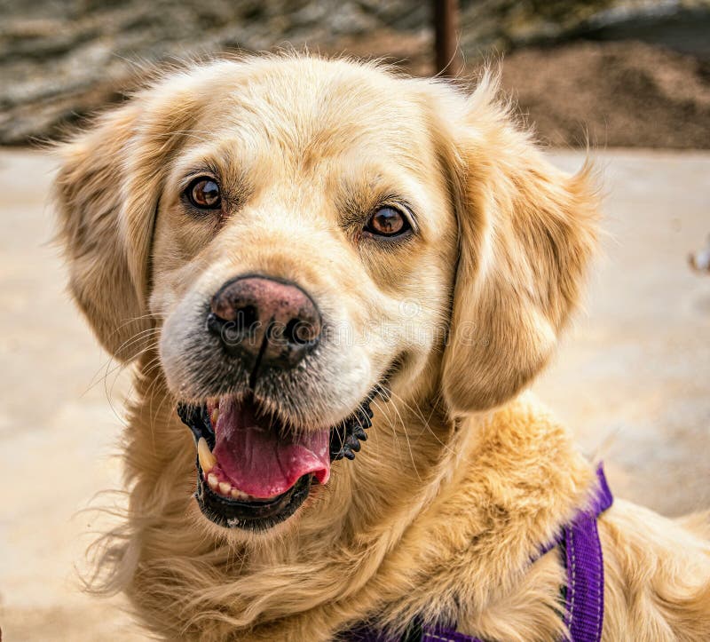 Light Brown Dog Stock Photos - Download 12,120 Royalty Free Photos