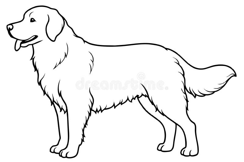 Golden Retriever, Line Art, Vector Illustration Stock Vector ...