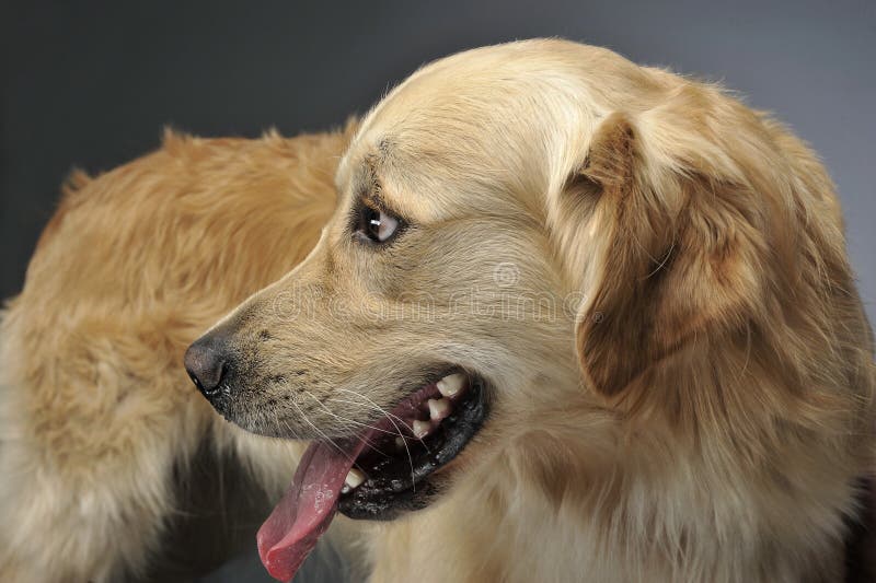Golden Retriever Looking Back in a Grey Studio Stock Photo - Image of ...