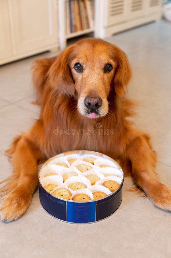 Golden Retriever Lying on the Floor with a Box of Cookies in Front of ...