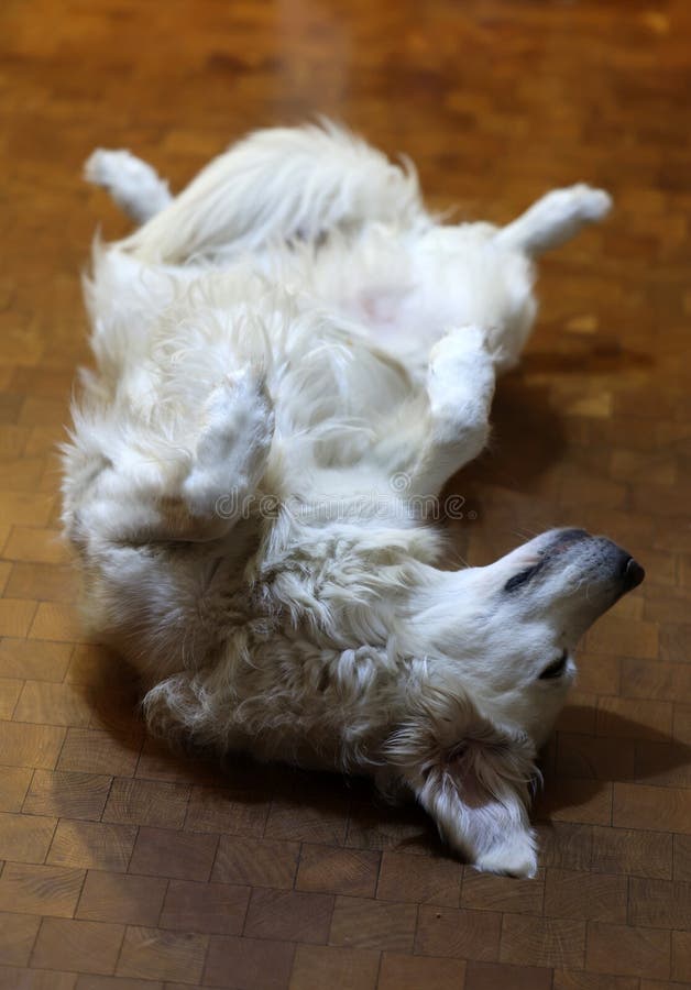 Golden Retriever Lying on His Back and Inviting To Play. Stock Image ...