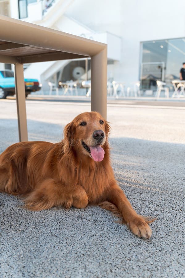 Golden Retriever Lying Under the Table Outdoors Stock Photo - Image of ...