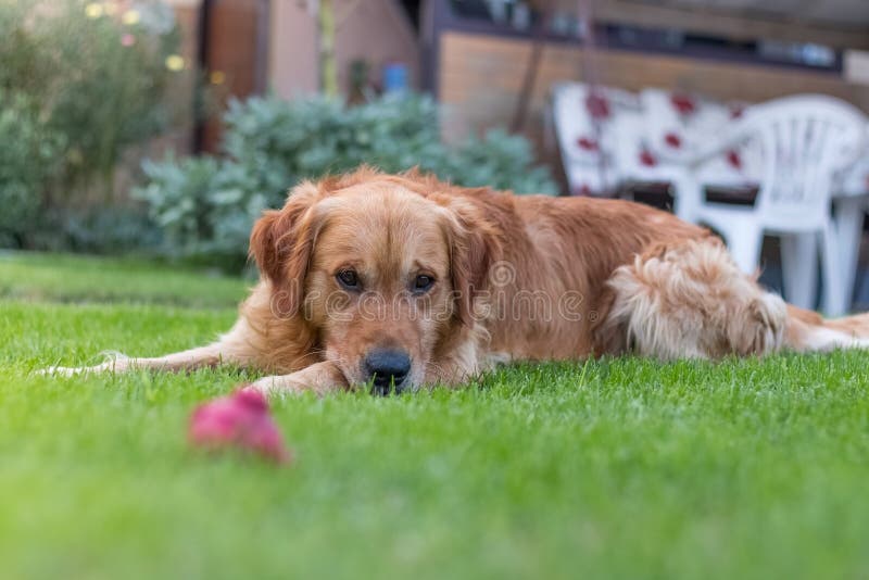 Tired Golden Retriever With Tongue Out And Eyes Closed Stock Photo ...