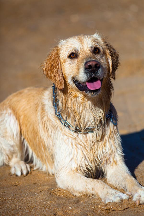 Golden Retriever stock image. Image of doggy, portrait - 204197015