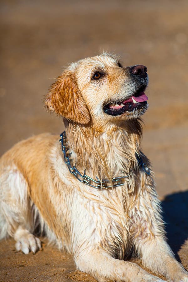Golden Retriever stock photo. Image of mammal, furry - 204896060