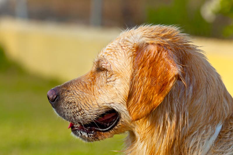 Golden Retriever stock image. Image of mammal, companion - 206696735