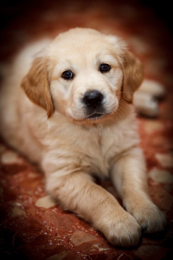 Golden Retriever stock image. Image of animal, golden - 206696803