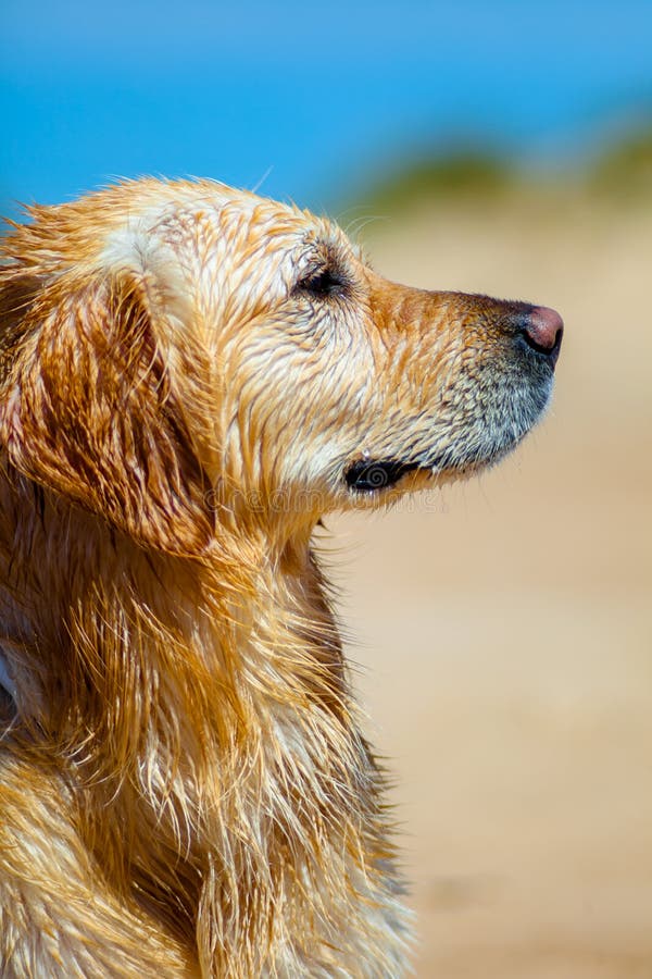 Golden Retriever stock image. Image of breed, adorable - 32467913