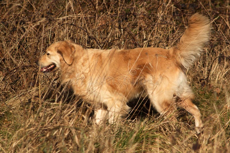 139 Loping Photos - Free & Royalty-Free Stock Photos from Dreamstime