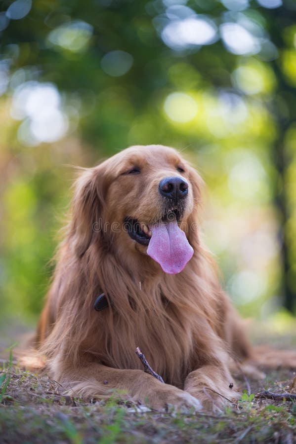 The Golden Retriever Outside on the Grass Stock Photo - Image of nature ...