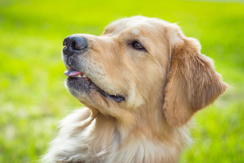 Golden Retriever stock photo. Image of outside, expression - 55487802