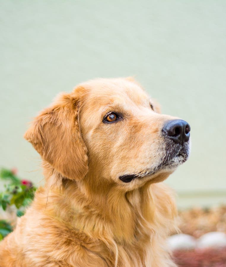 Golden Retriever stock image. Image of communication - 55487917
