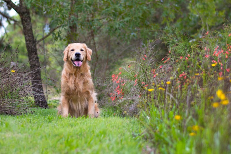 Golden Retriever stock photo. Image of doggy, positivity - 55487926
