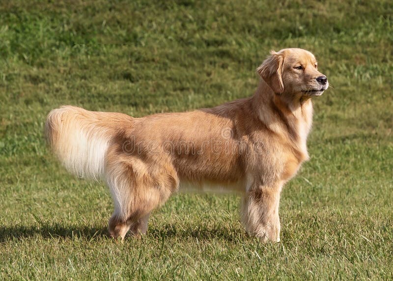 Golden Retriever in Perfect Stack Stock Photo - Image of head ...