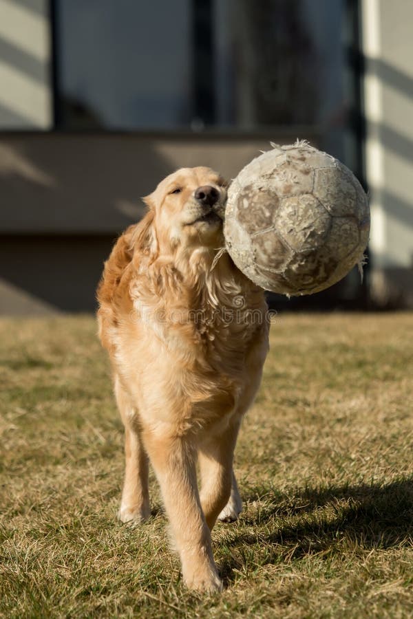 A Golden Retriever is Playing Outside in the Garden Stock Photo - Image ...