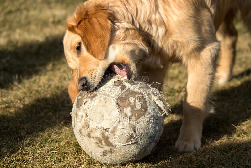A Golden Retriever is Playing Outside in the Garden Stock Photo - Image ...