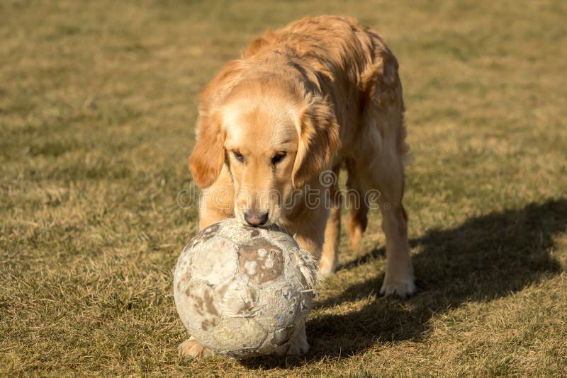 A Golden Retriever is Playing Outside in the Garden Stock Photo - Image ...