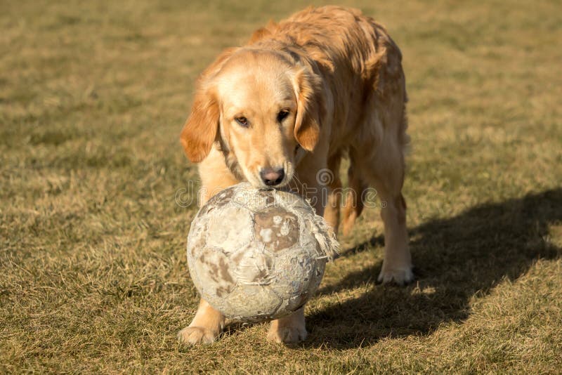 A Golden Retriever is Playing Outside in the Garden Stock Photo - Image ...