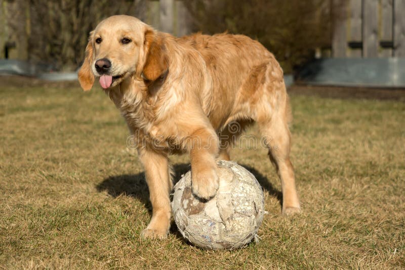 A Golden Retriever is Playing Outside in the Garden Stock Photo - Image ...