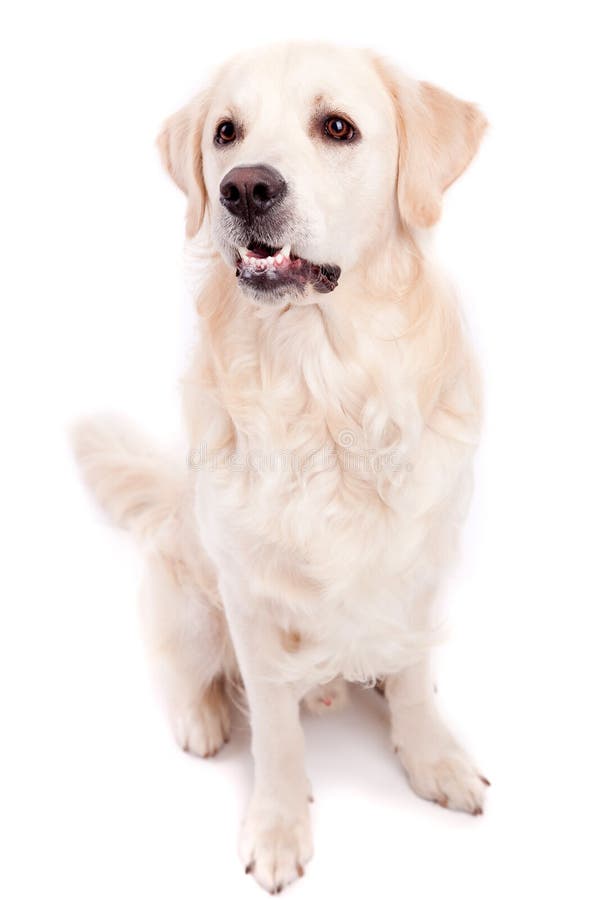 Proud Labrador Retriever stock photo. Image of young - 12970588