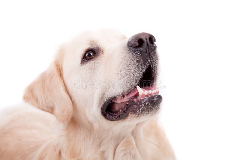 Angry Golden Retriever Dog. Stock Photo - Image of hunting, angry: 68547168