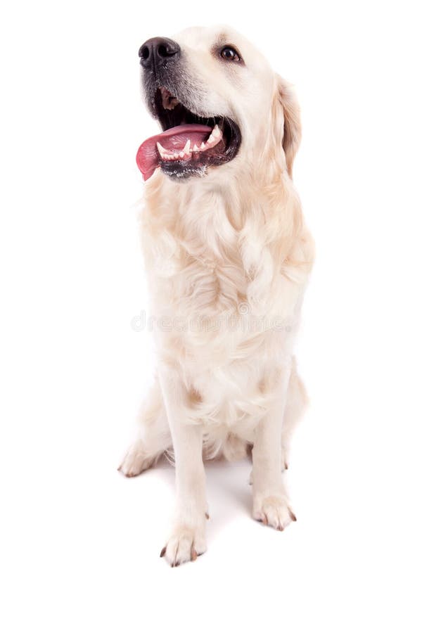 Golden Retriever Dog Howling Stock Photo - Image of furry, funny: 20135332