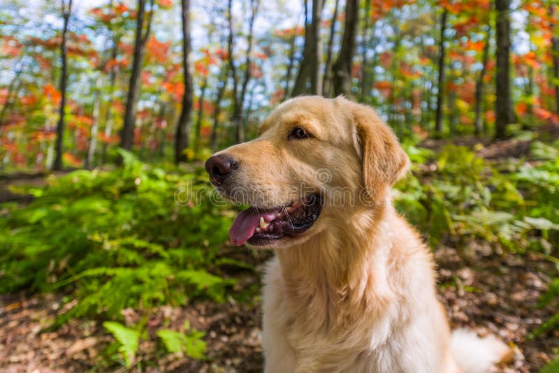 Golden Retriever Portrait in Fall Stock Photo - Image of bright, pure ...