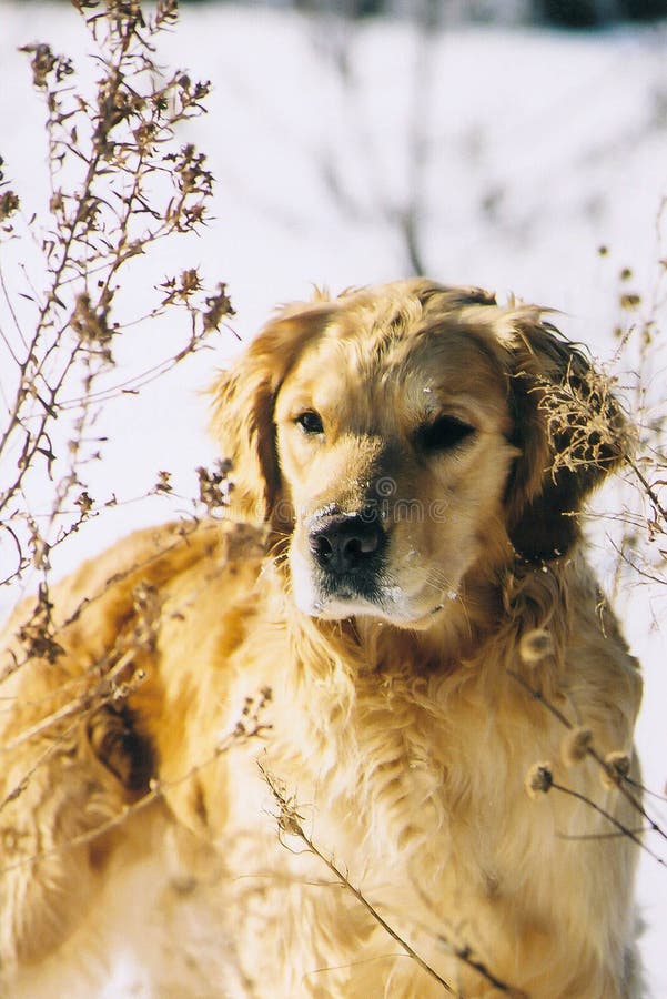 Golden retriever stock image. Image of beautiful, outside - 49778533