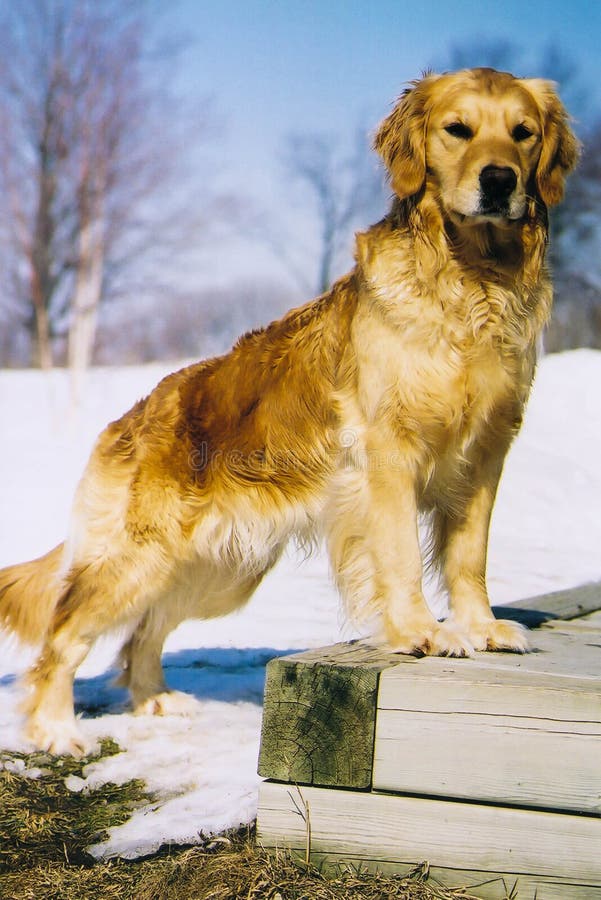 Golden retriever stock photo. Image of sleeping, outside - 50072530