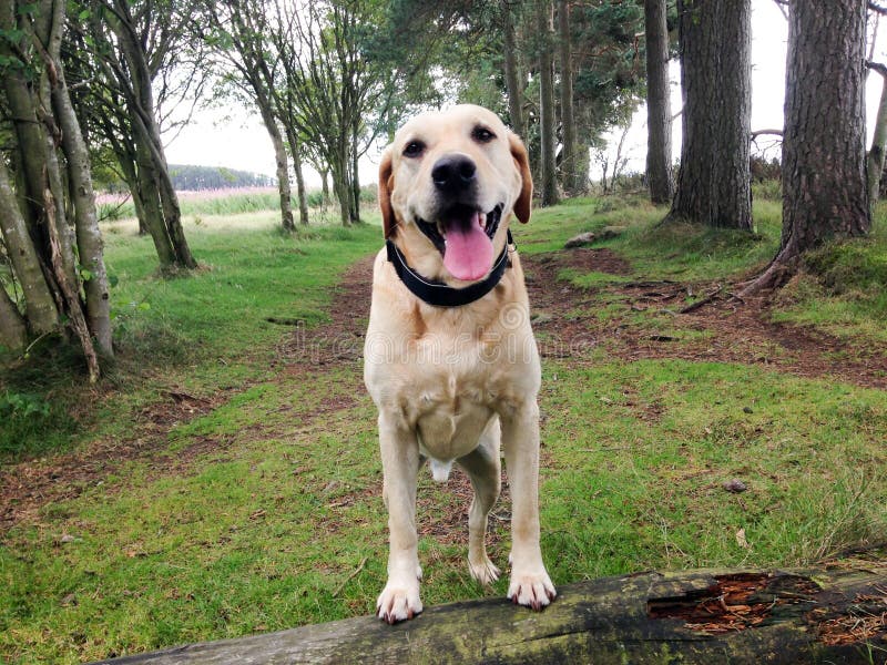 Golden labrador portrait stock image. Image of pedigreed - 46664767