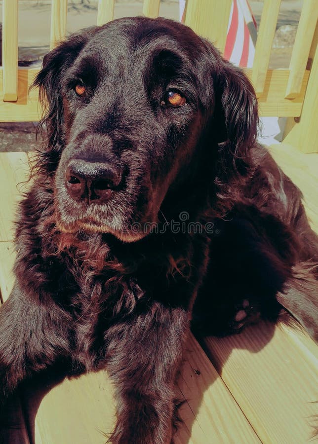 Golden retriever preto imagem de stock. Imagem de recuperador - 117384079