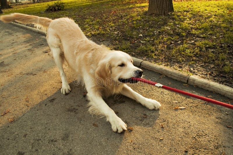 Golden Retriever Pulling Rope Stock Photo - Image of hops, friendly ...