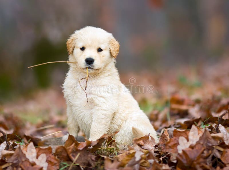 Golden Retriever Pup. stock photo. Image of happiness - 4079410
