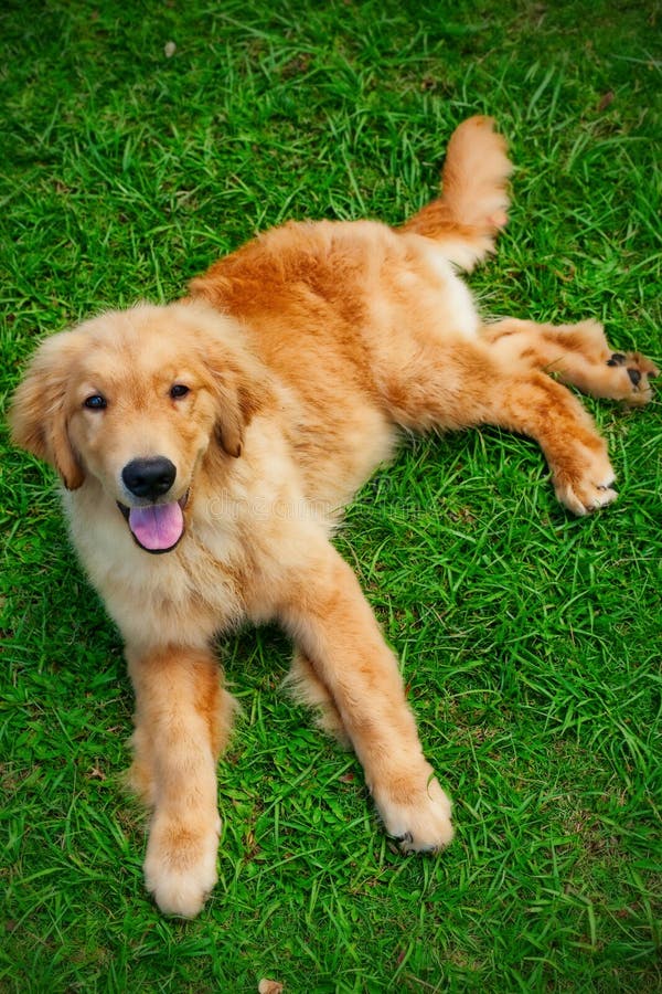 Friendly Golden Retriever stock photo. Image of joyful - 19247098