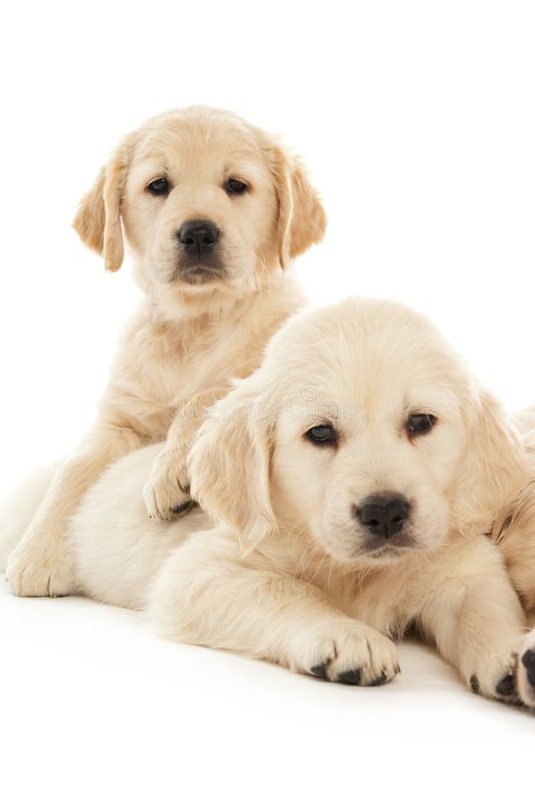Puppies stock image. Image of dogs, puppies, pets, animals - 23301575