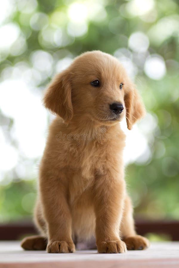 157 Scared Golden Retriever Stock Photos - Free & Royalty-Free Stock ...