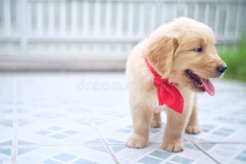 Golden retriever puppy stock photo. Image of spring, doggy - 95234778